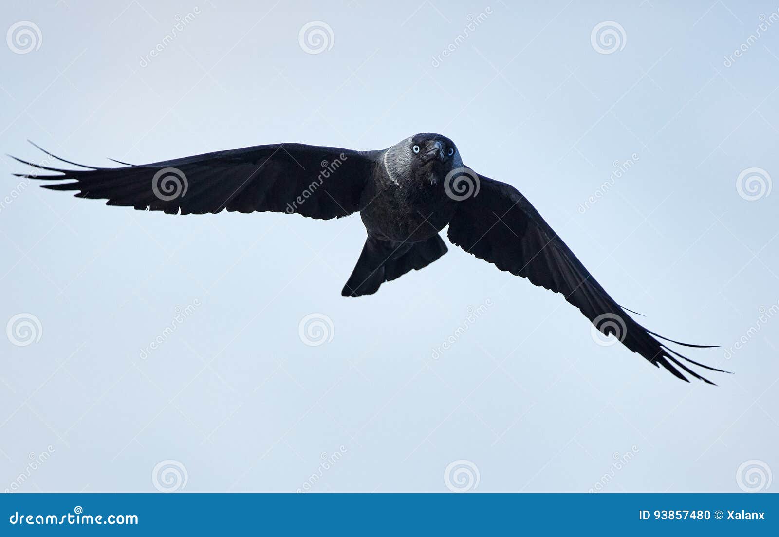 Western jackdaw in flight stock photo. Image of prey - 93857480