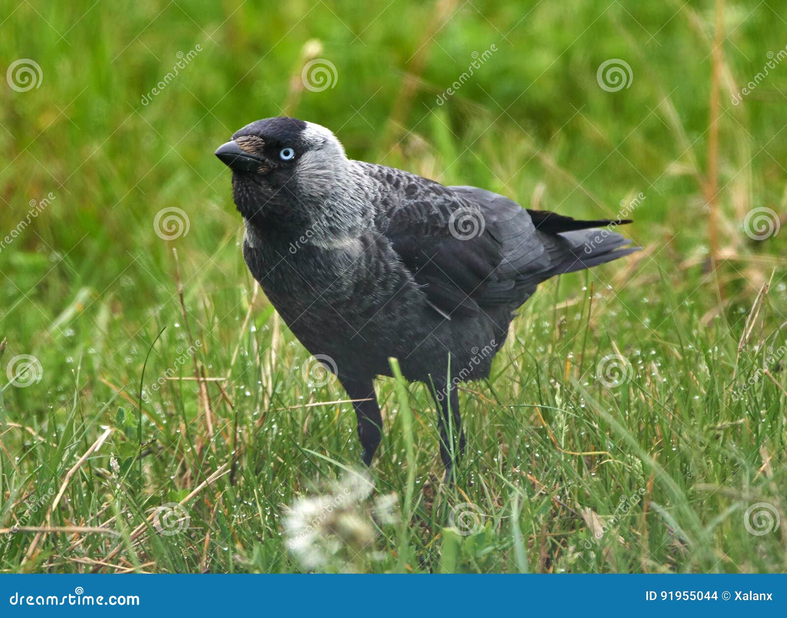 Western jackdaw in grass stock photo. Image of feather - 91955044