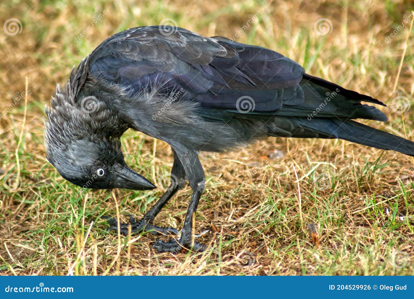 Western jackdaw stock photo. Image of bird, feather - 204529926