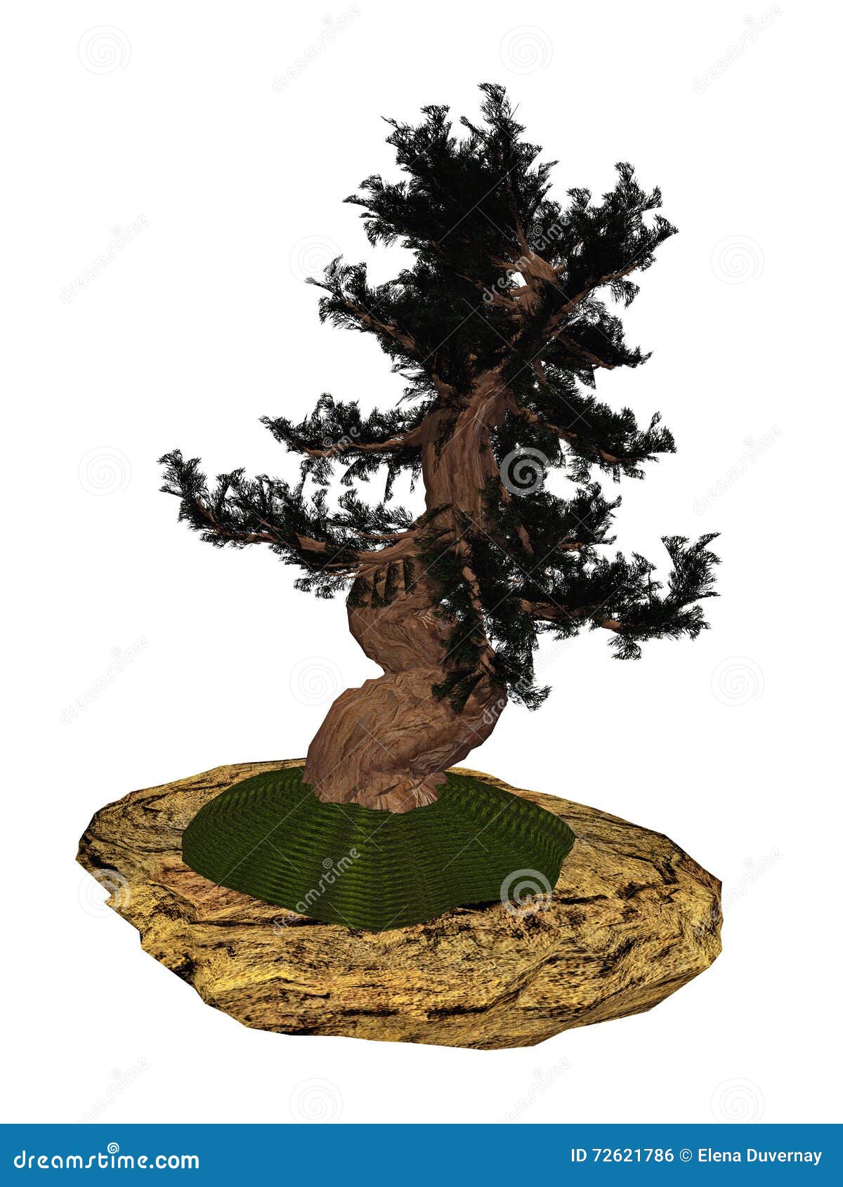 Common Juniper Illustration, Drawing, Engraving, Ink, Line Art, Vector ...