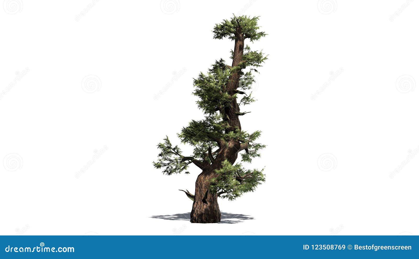 Juniper Tree Minimalist Badge Line Art Icon Logo Cartoon Vector ...