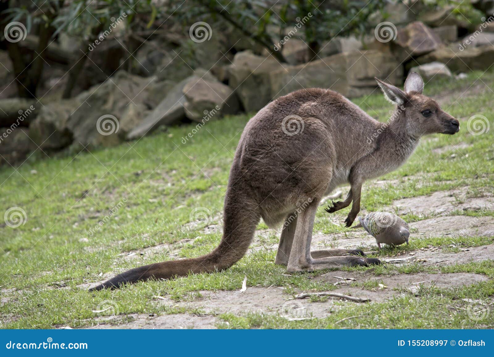 This is a Side View of a Western Kangaroo Stock Image - Image of nose ...