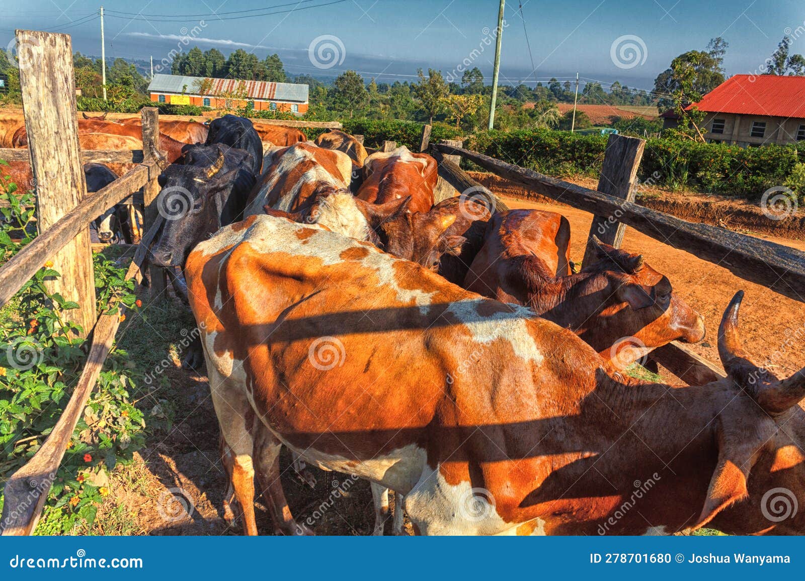 Cattle Walk into a Communal Dip To Clean Ticks Stock Photo - Image of ...