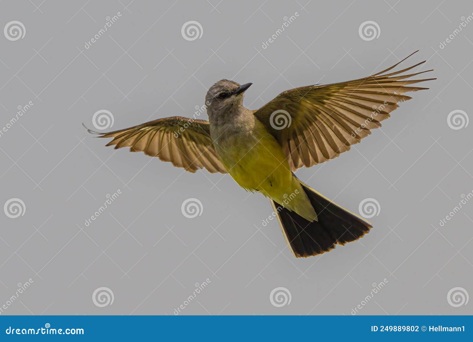 Western Kingbird in Flight stock photo. Image of texas - 249889802