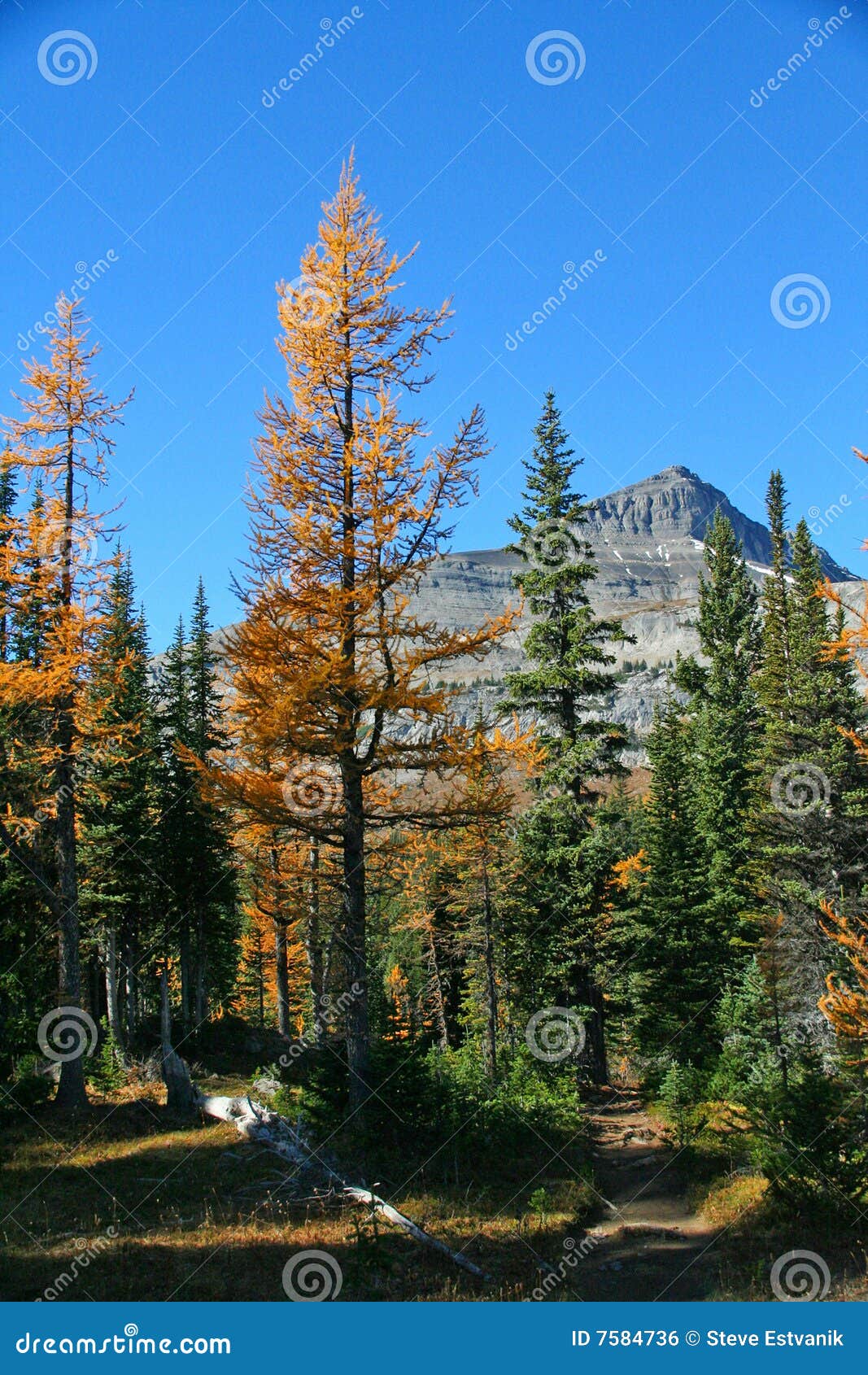 Western larch [larix] stock photo. Image of golden, autumn - 7584736