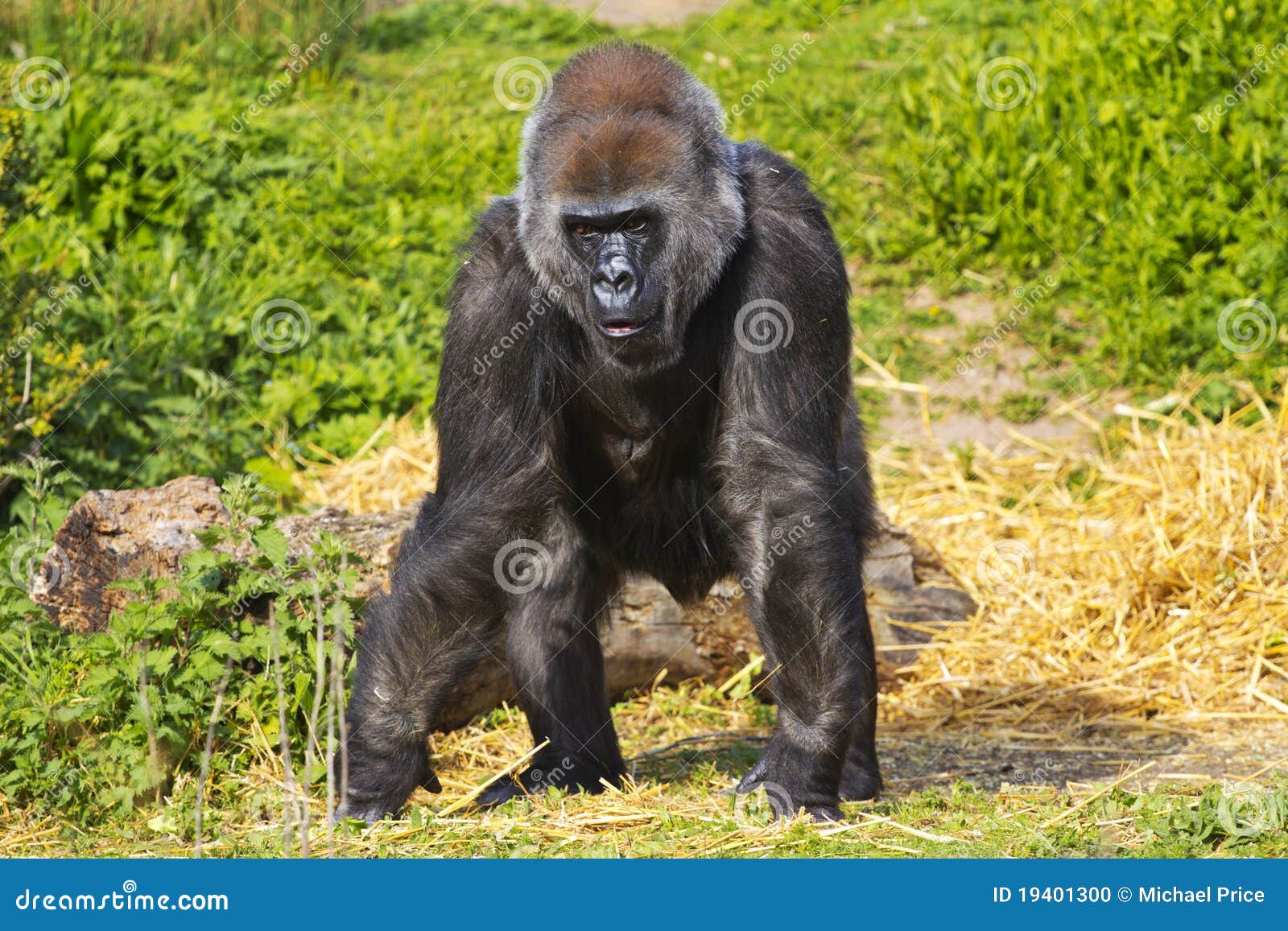 Female Gorilla Royalty-Free Stock Photo | CartoonDealer.com #1375953