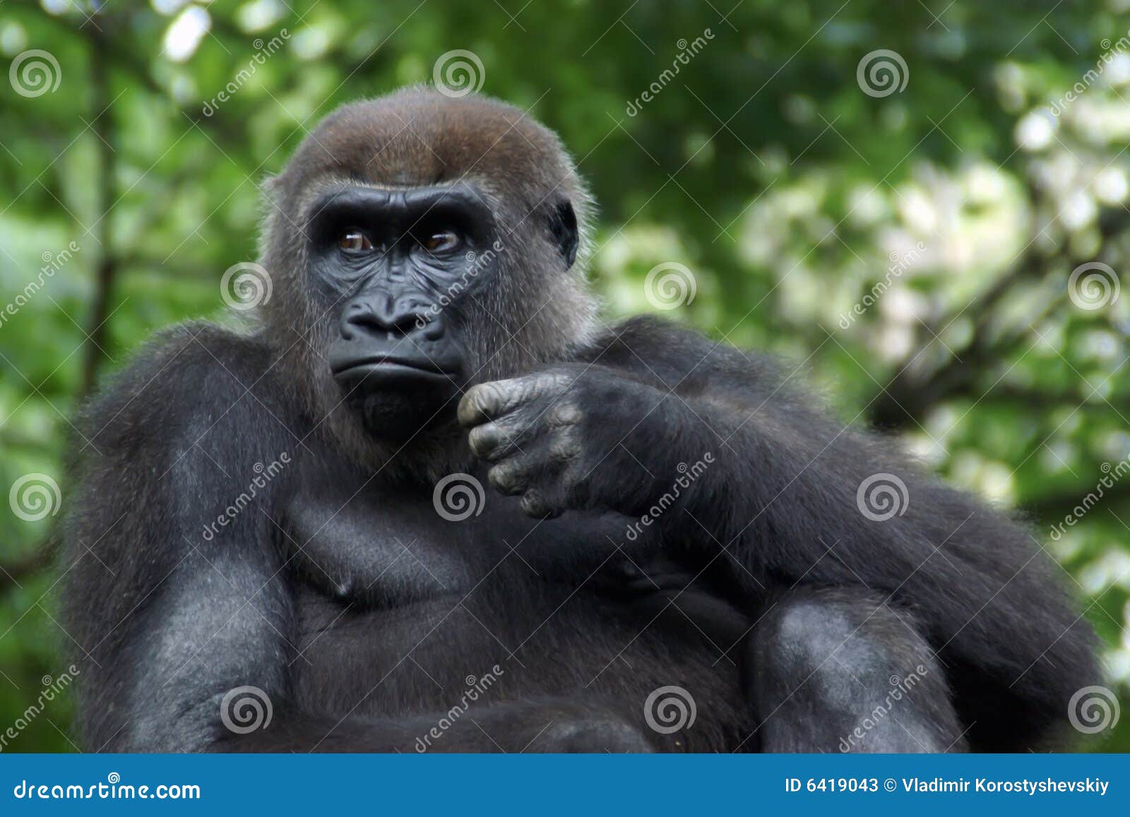 Western Lowland Female Gorilla Stock Image - Image of huge, forest: 6419043
