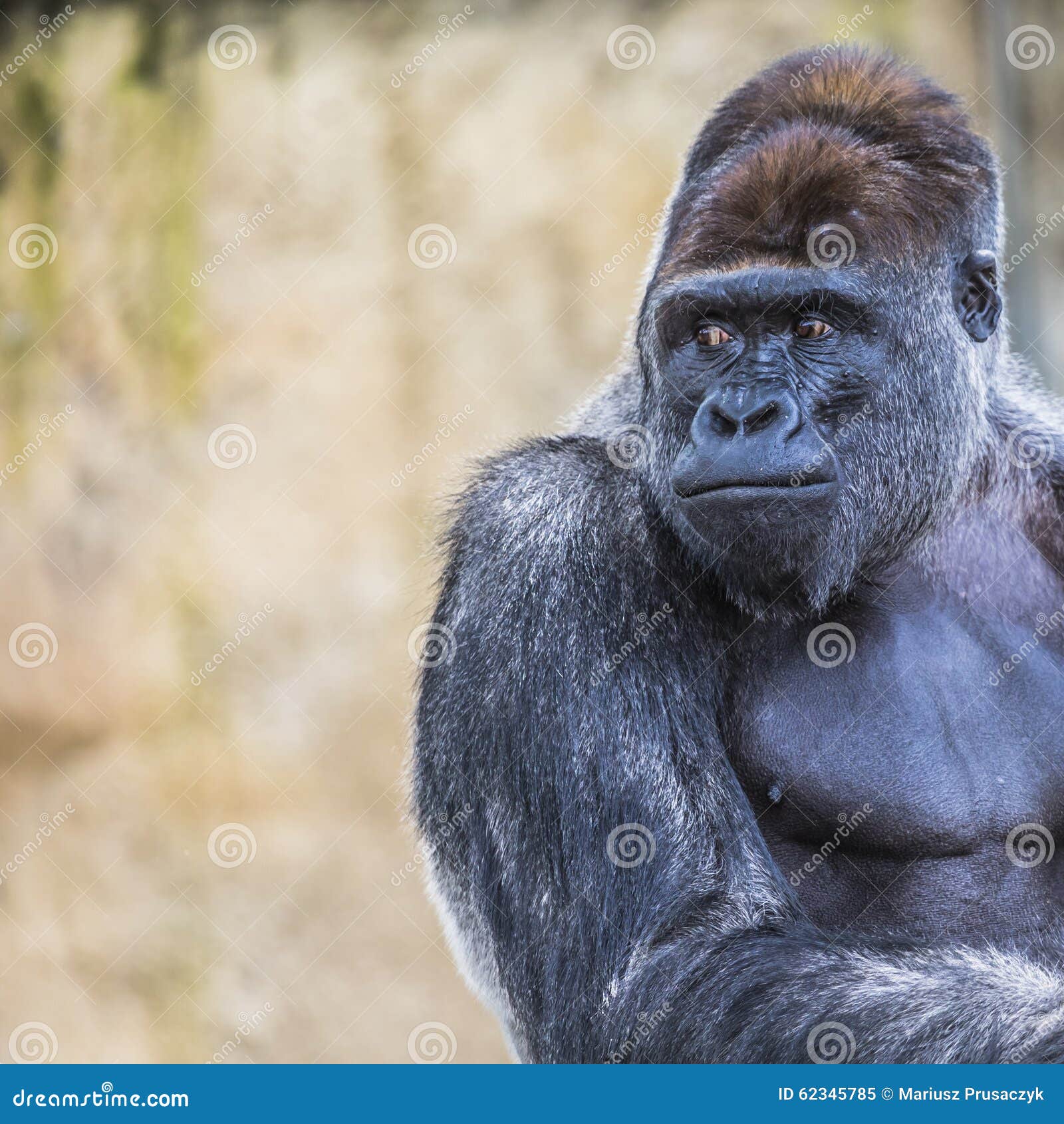 Gorilla Standing Up