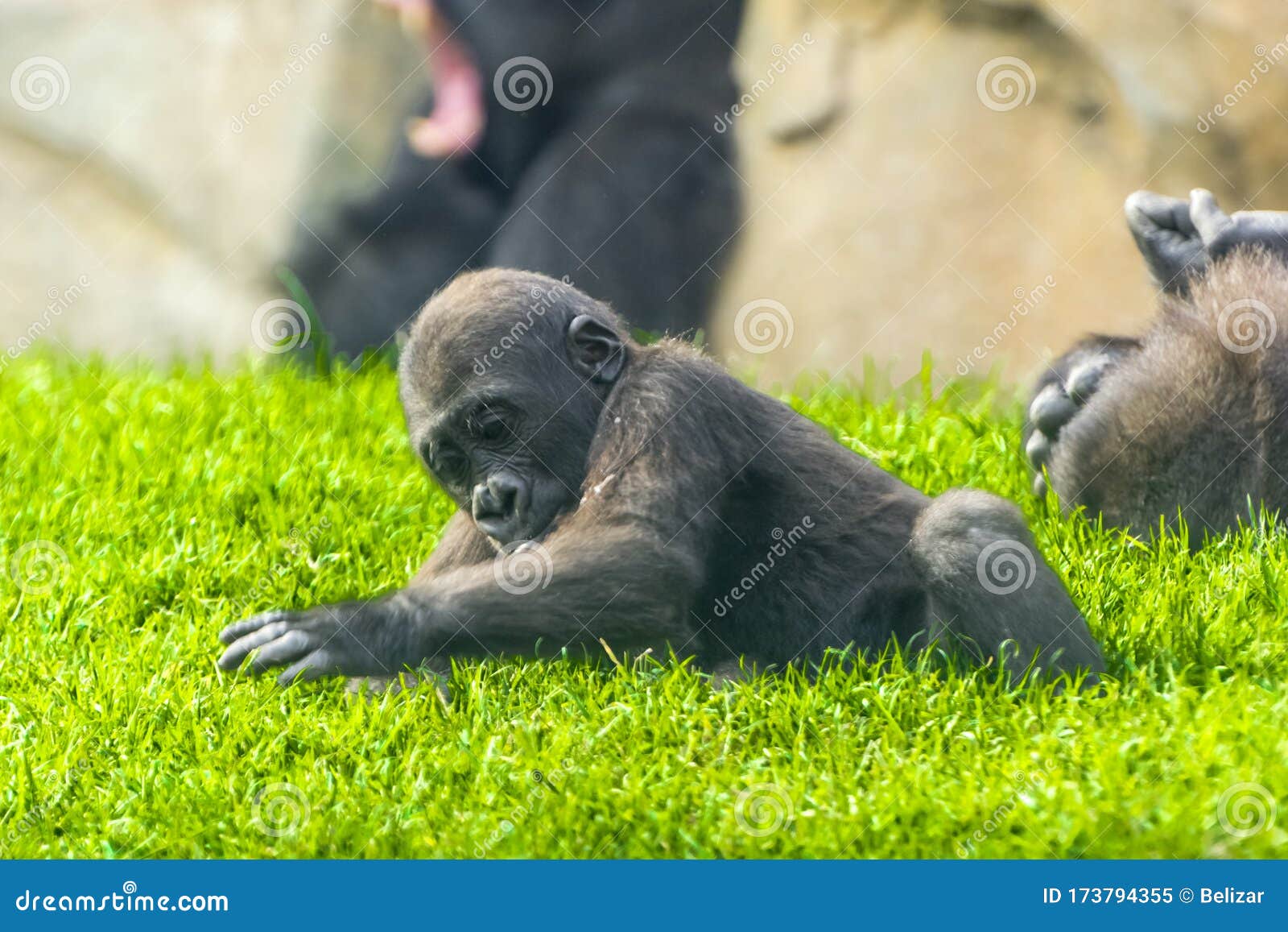 Western Lowland Gorilla Baby is Playing Stock Image - Image of young ...