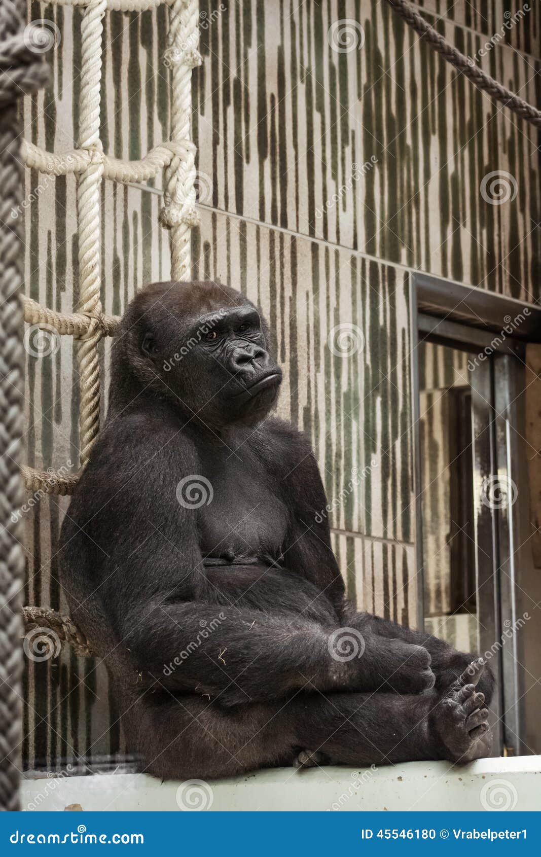 Western Lowland Gorilla in Captivity - Sad Expression Stock Photo ...