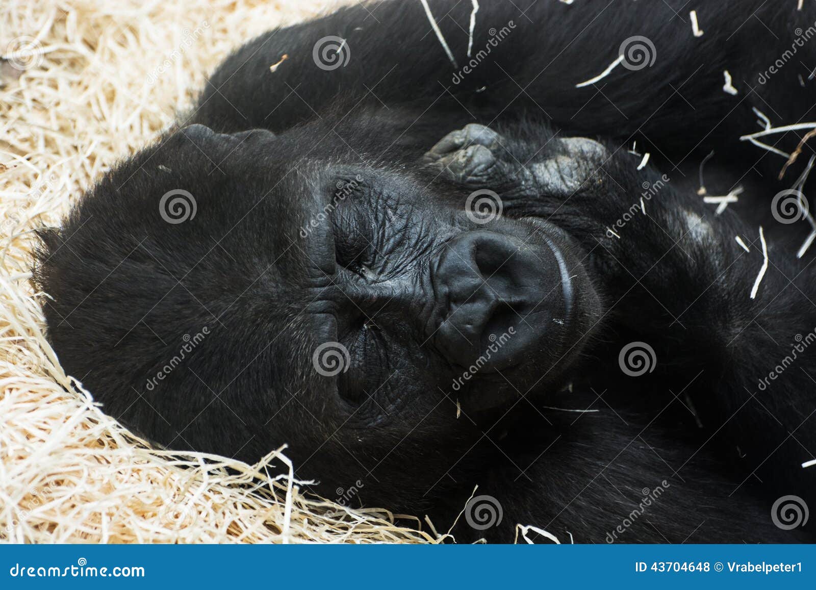 Western Lowland Gorilla (Gorilla Gorilla Gorilla) Stock Photo - Image ...