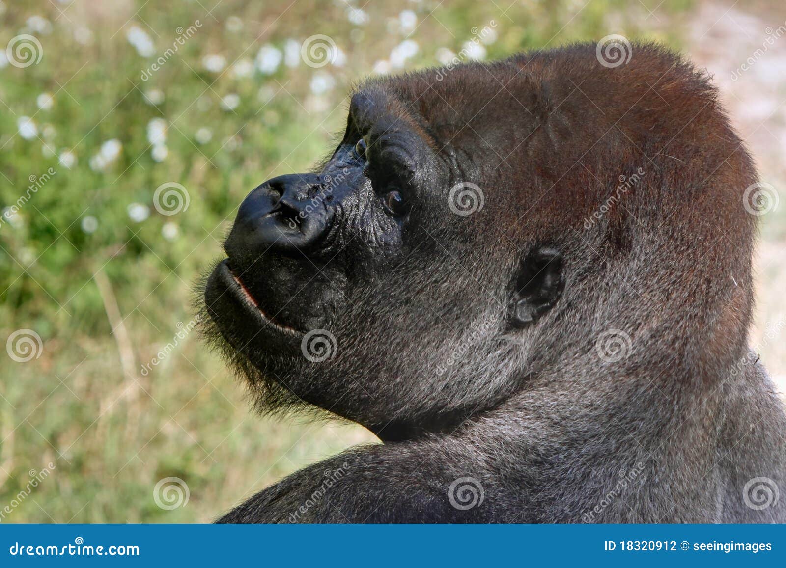 Western Lowland Gorilla Looking Over Left Shoulder Stock Photo - Image ...
