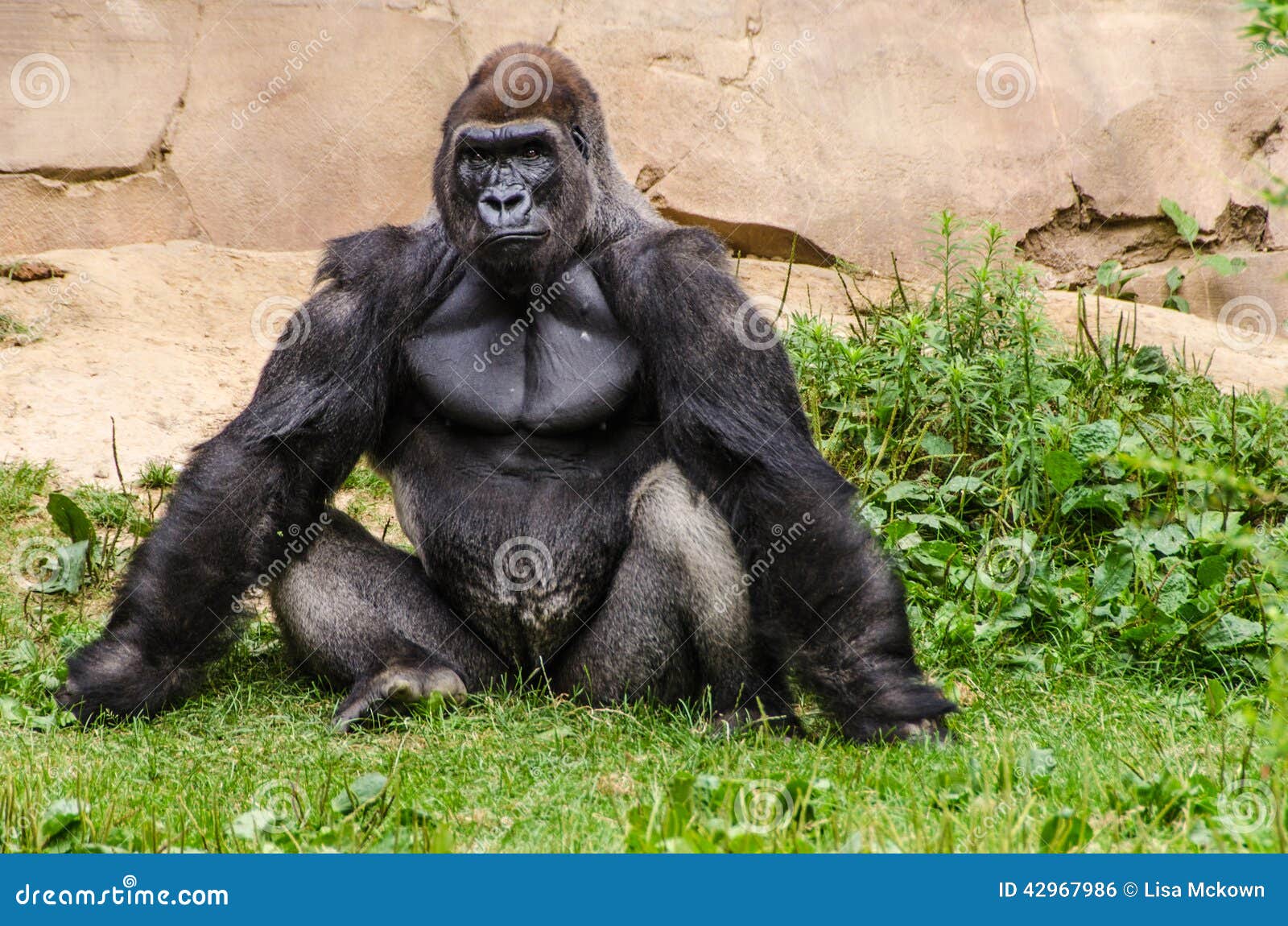 Western Lowland Gorilla stock photo. Image of gabon, western - 42967986