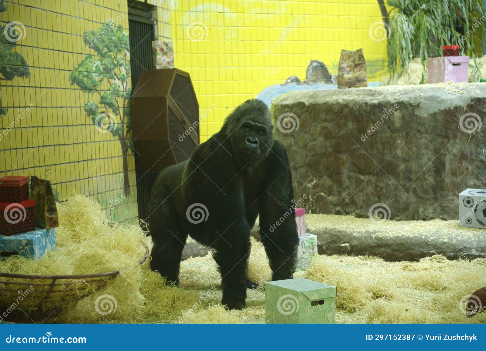 Western Lowland Gorilla Playing in Zoo Stock Image - Image of western ...