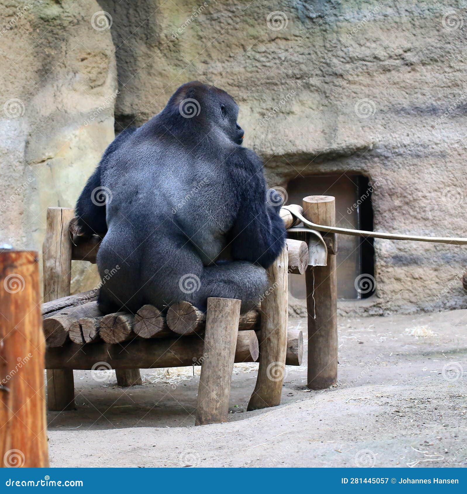 Western Lowland Gorilla (Gorilla Gorilla Gorilla) Silverback Sitting at ...
