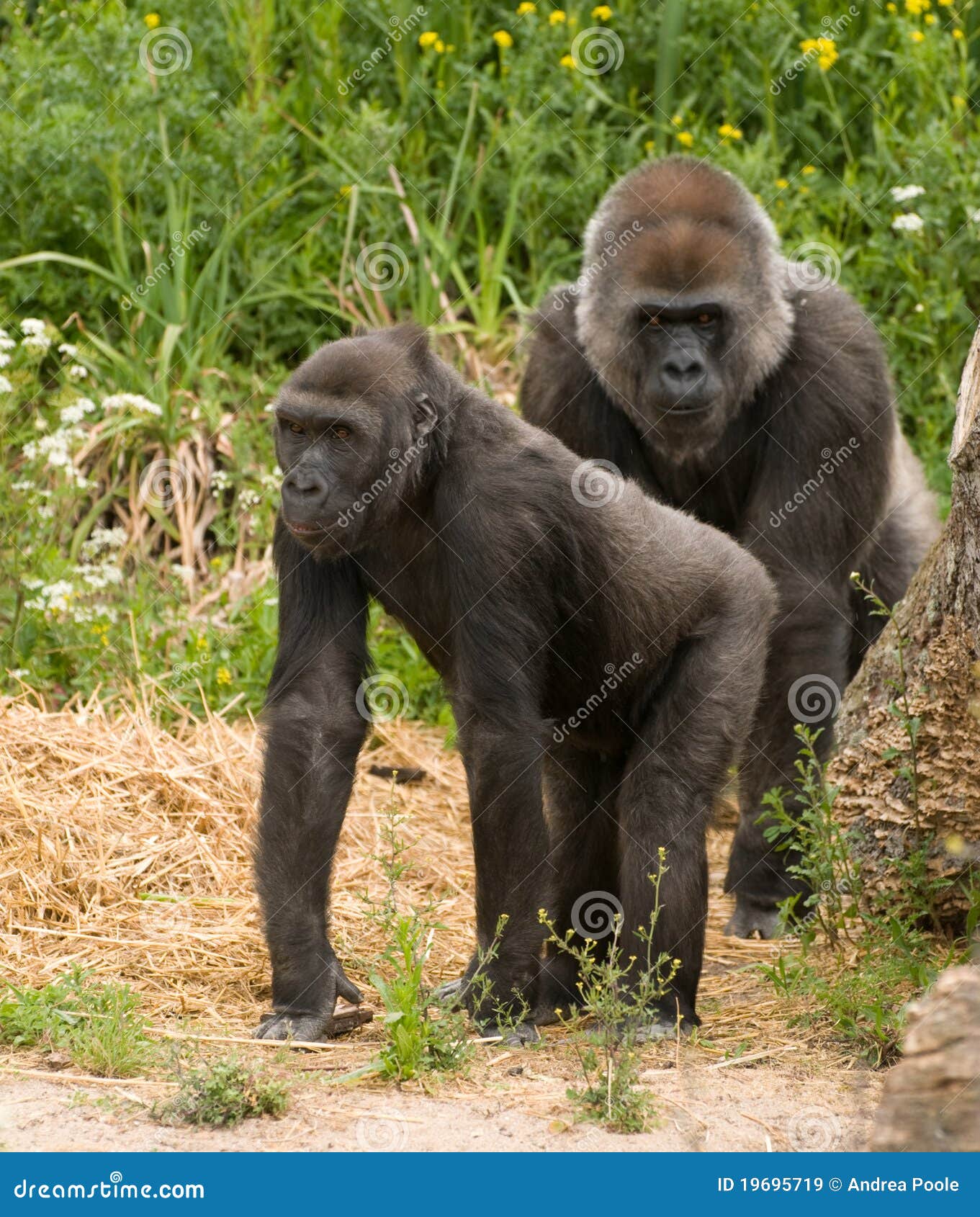Western lowland gorillas stock image. Image of large - 19695719