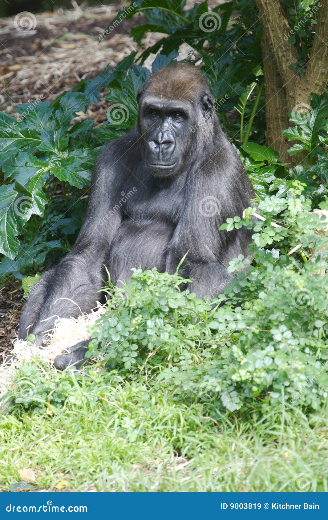 Western Lowland Gorillas stock image. Image of animals - 9003819