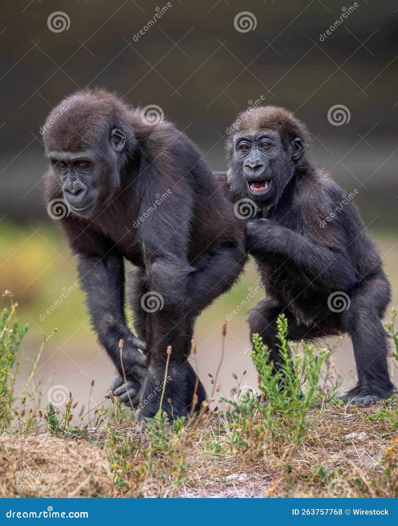 Western Lowland Gorillas Play with Each Other Stock Photo - Image of ...