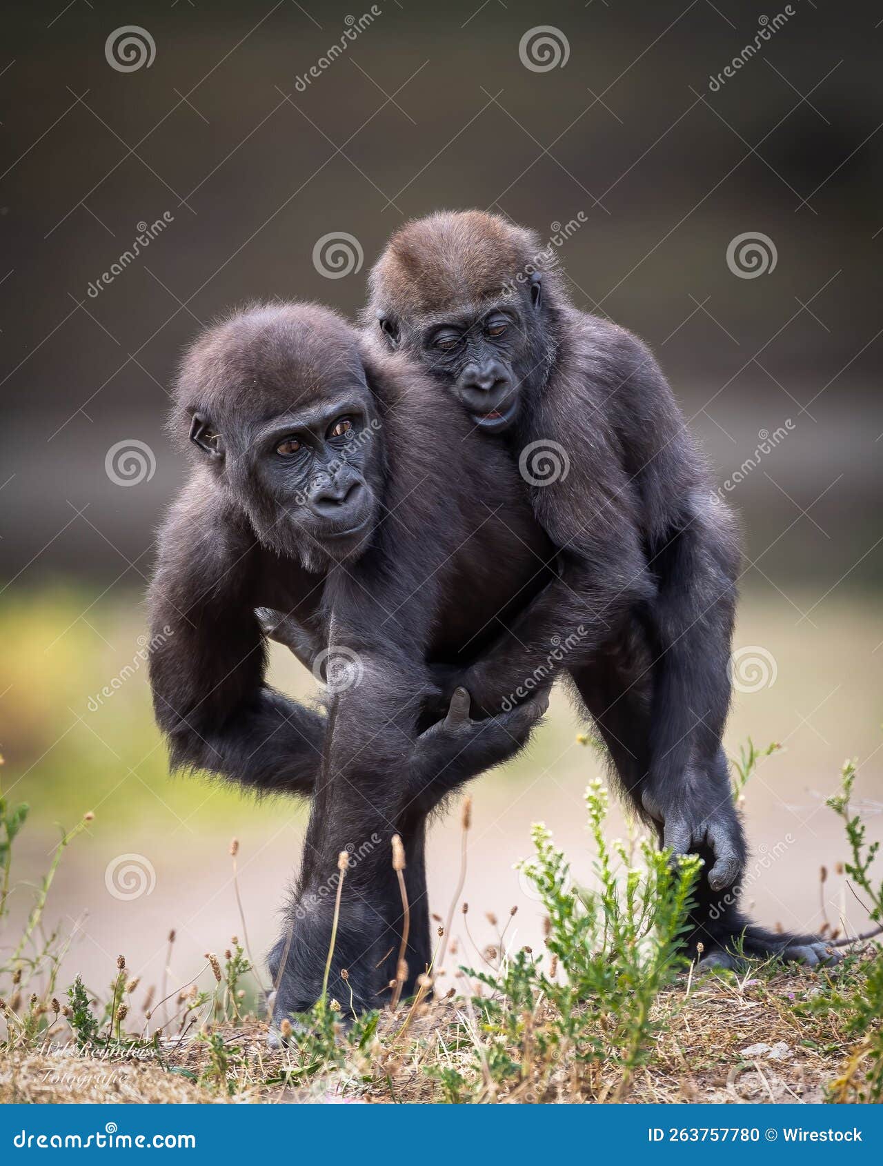 Western Lowland Gorillas Play with Each Other Stock Photo - Image of ...
