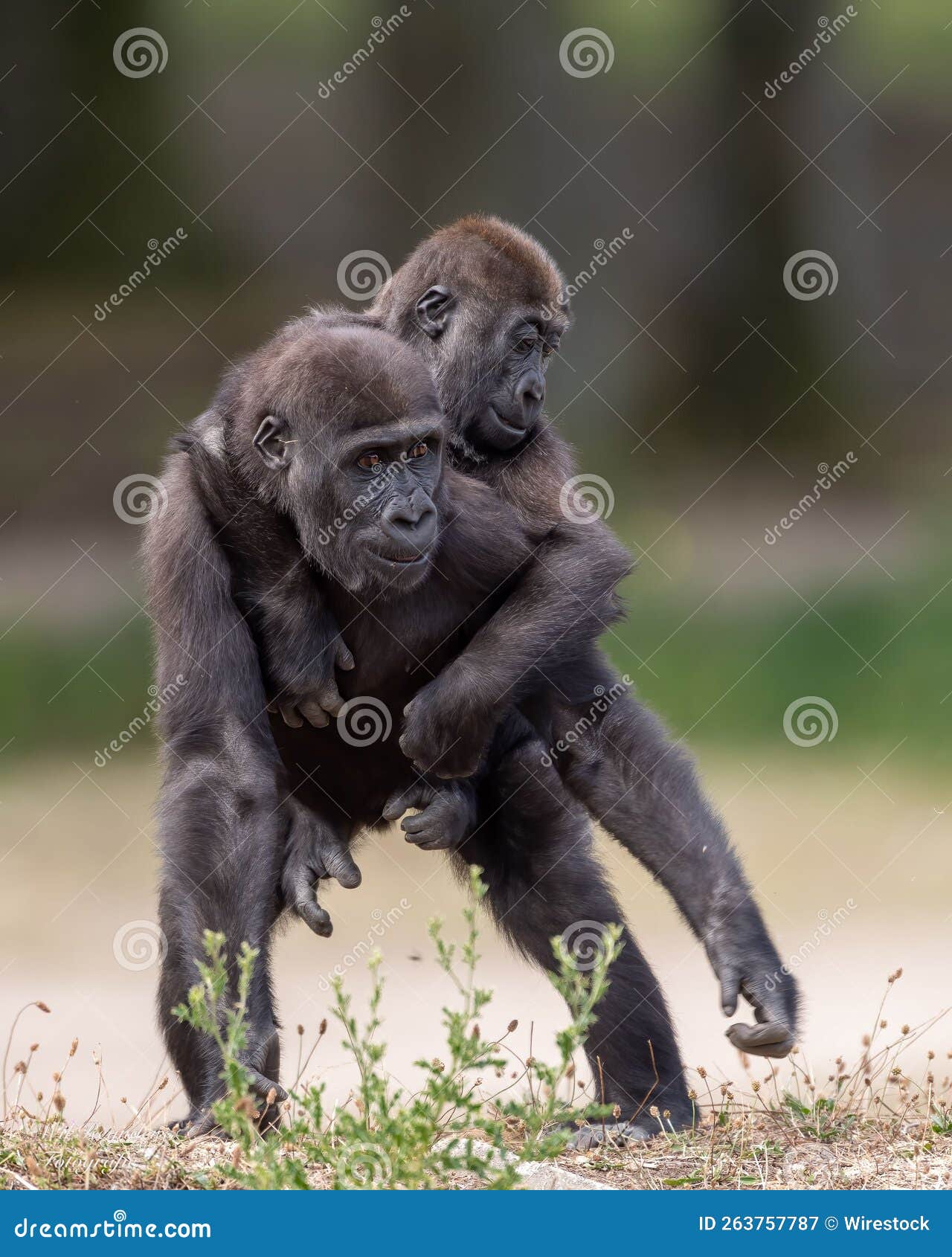 Western Lowland Gorillas Play with Each Other Stock Image - Image of ...