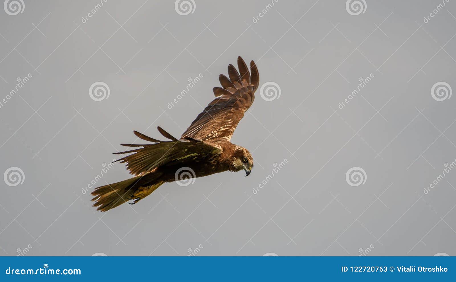 Western Marsh Harrier in Flight Stock Image - Image of flight ...