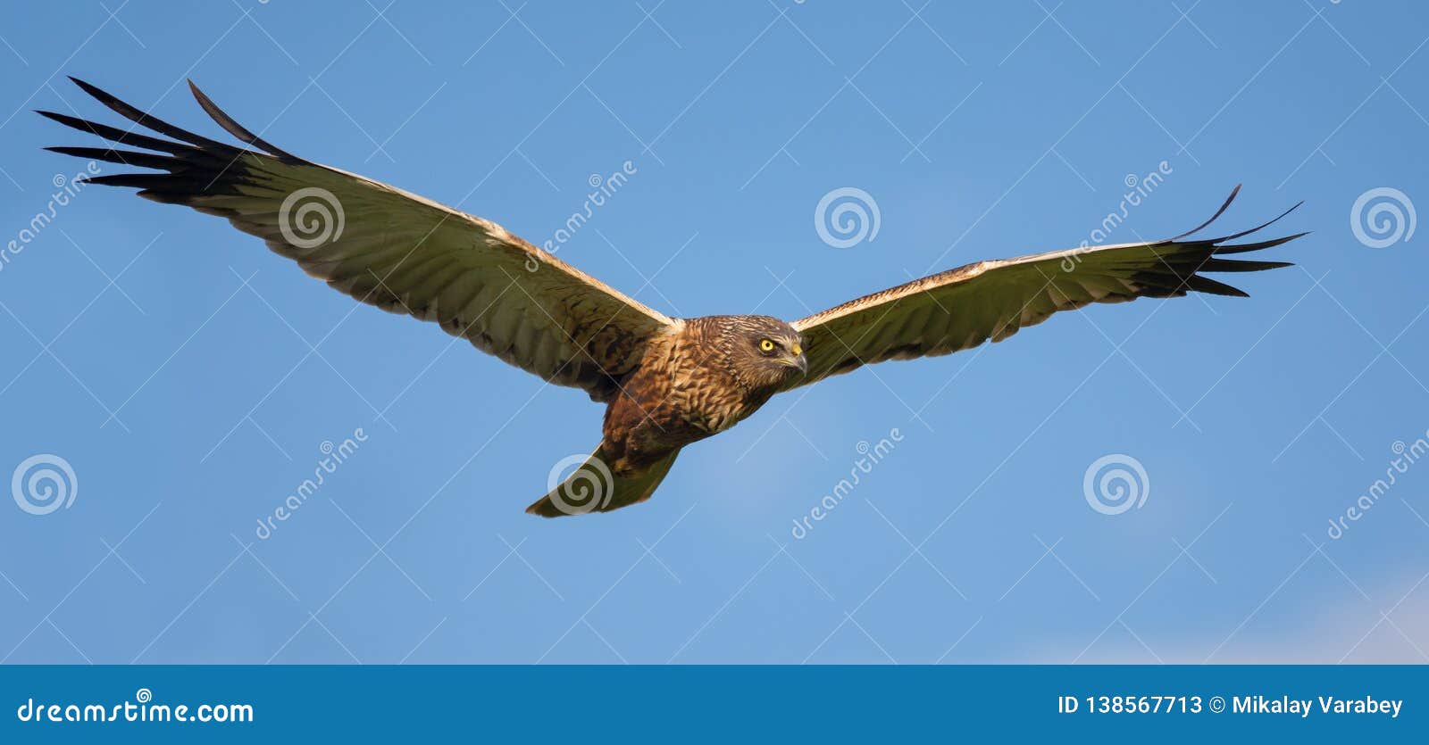 Western Marsh Harrier Flying in Blue Sky Stock Image - Image of male ...
