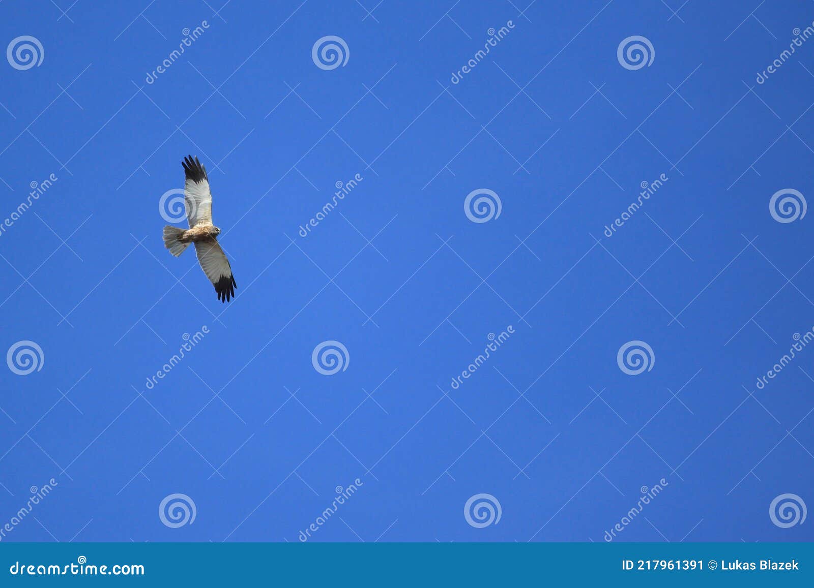 Western Marsh Harrier in Flight Stock Image - Image of wings, harrier ...