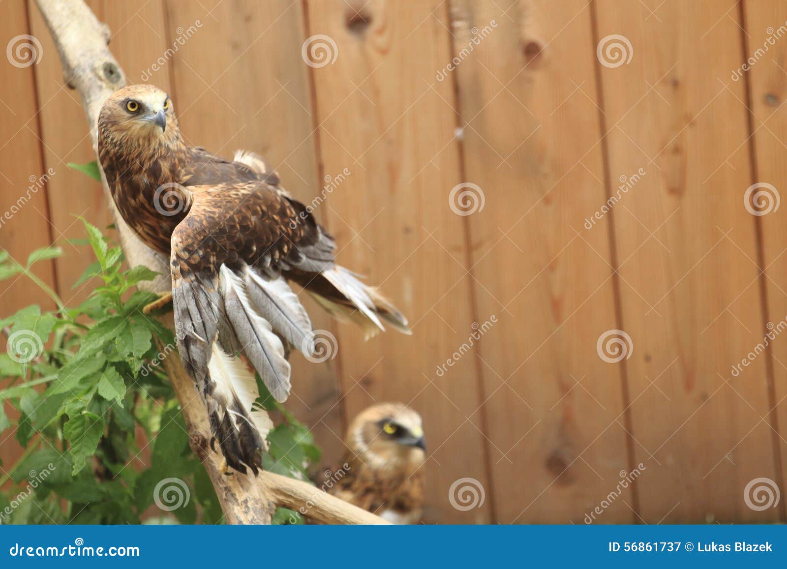 Western marsh harrier stock image. Image of circus, harrier - 56861737