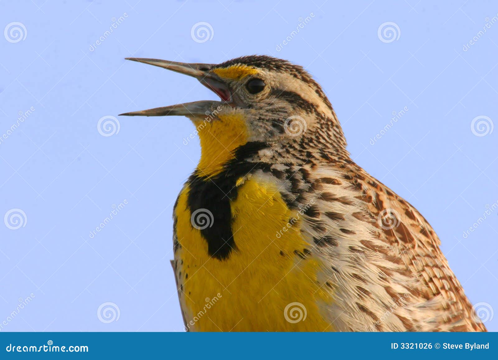 Western Meadowlark stock photo. Image of singing, wild - 3321026