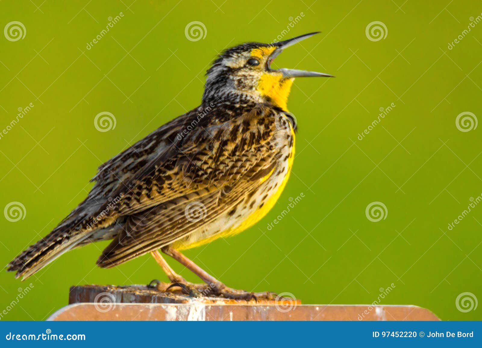 Western Meadowlark Closeup stock photo. Image of animal - 97452220