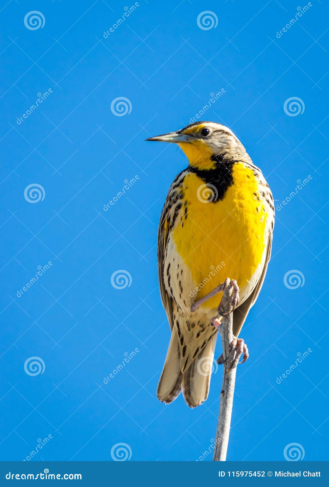 Western Meadowlark stock photo. Image of dakota, wire - 115975452