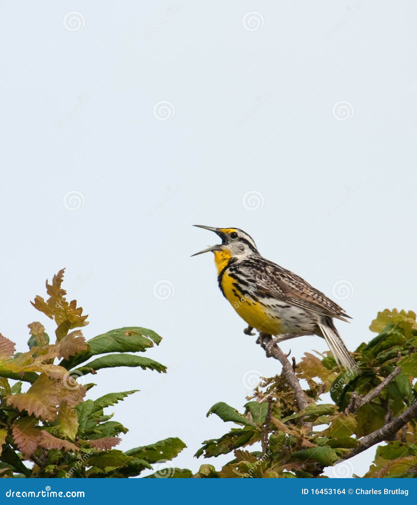 Western Meadowlark, Sturnella Neglecta Stock Photo - Image of western ...