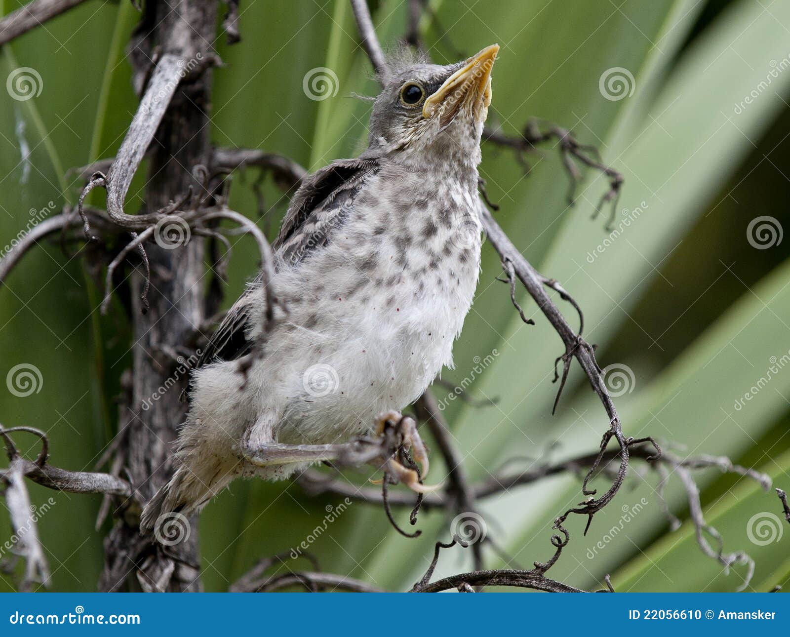 Western Mockingbird Fledgling. Stock Photo - Image of leucopterus, baby ...