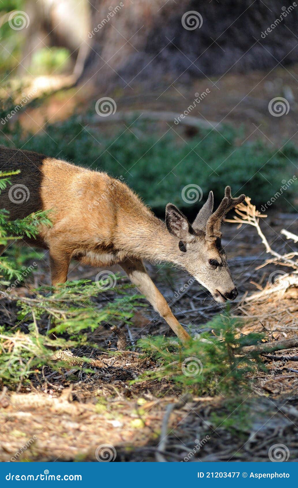Western Mule Deer Buck Eating Stock Image - Image of western, morning ...