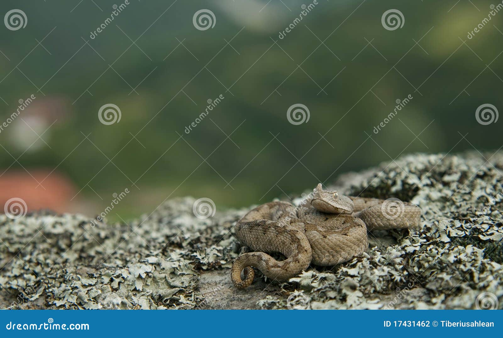 Western nose-horned viper stock photo. Image of ammodytes - 17431462