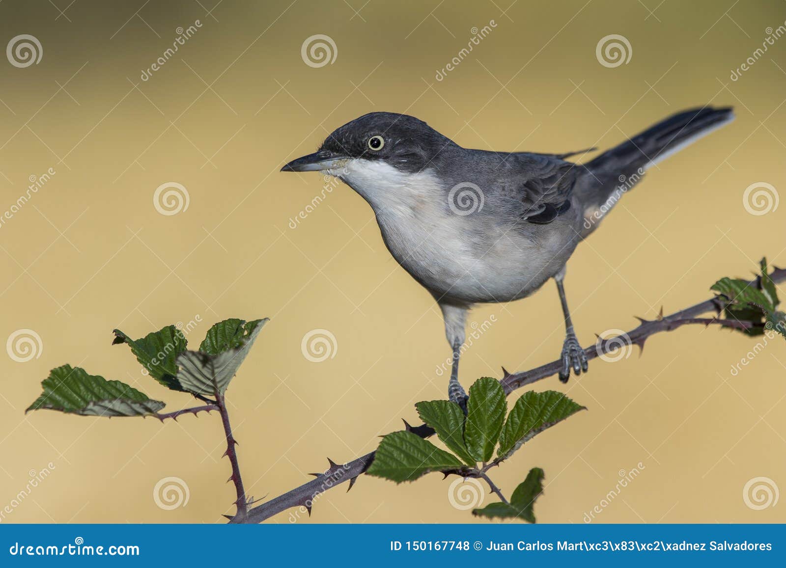Western Orphean Warbler Sylvia Hortensis, in Its Natural Environment ...