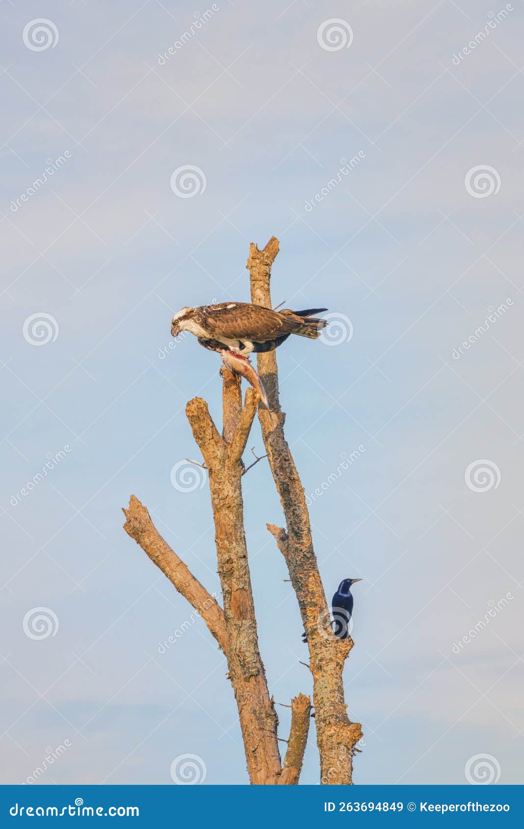 Western Osprey with Dead Fish in Dead Tree Stock Image - Image of ...