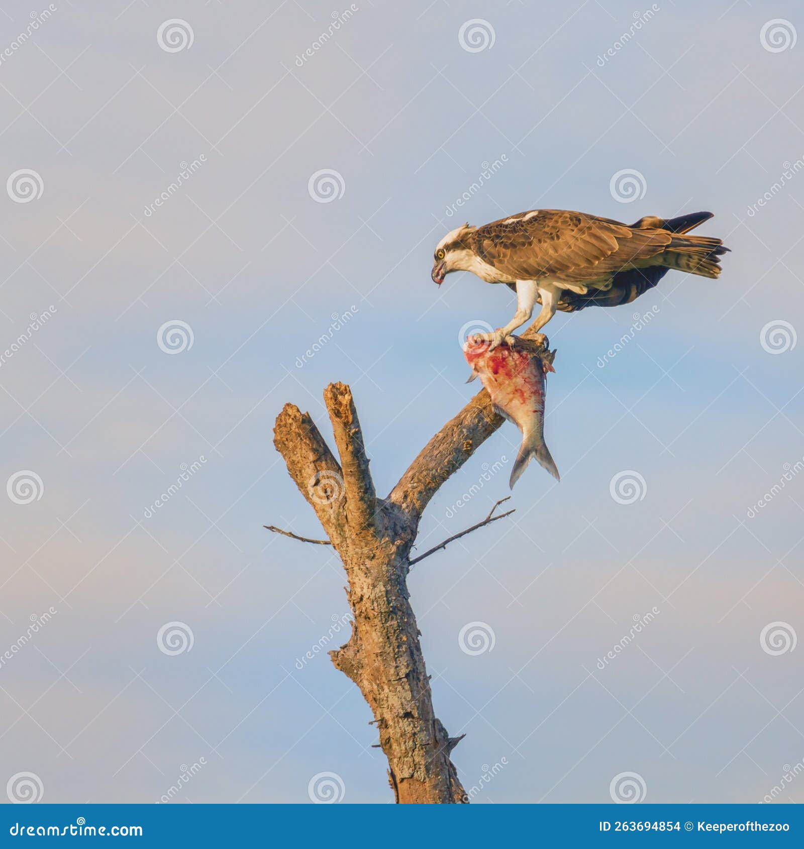 Western Osprey Holding Fish in a Dead Tree Stock Photo - Image of ...