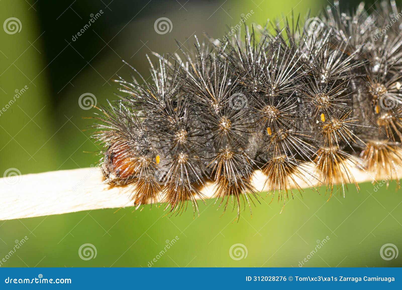 Western Painted Lady Caterpillar in the Green Garden Stock Photo ...