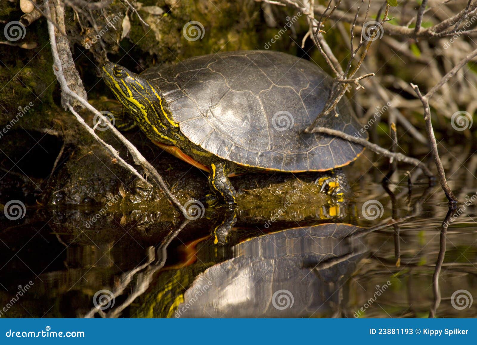 Western Painted Turtle stock image. Image of boundary - 23881193