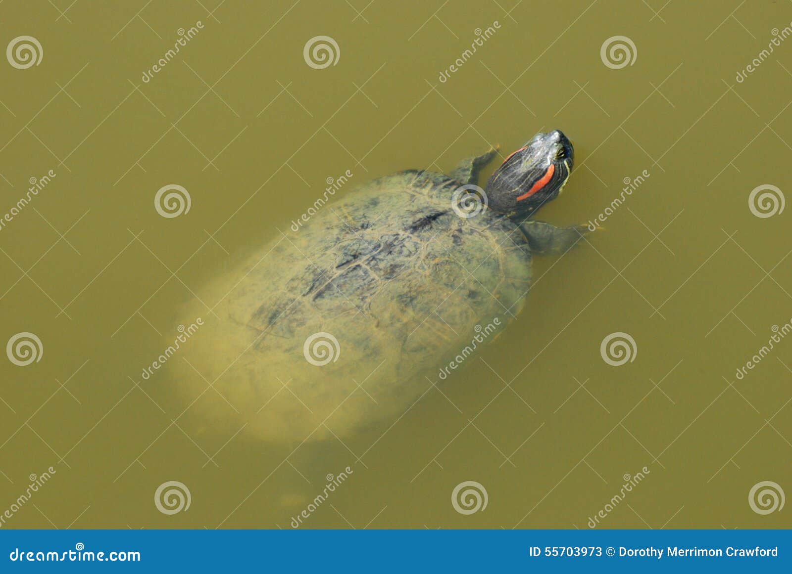 Western Painted Turtle stock image. Image of swimming - 55703973