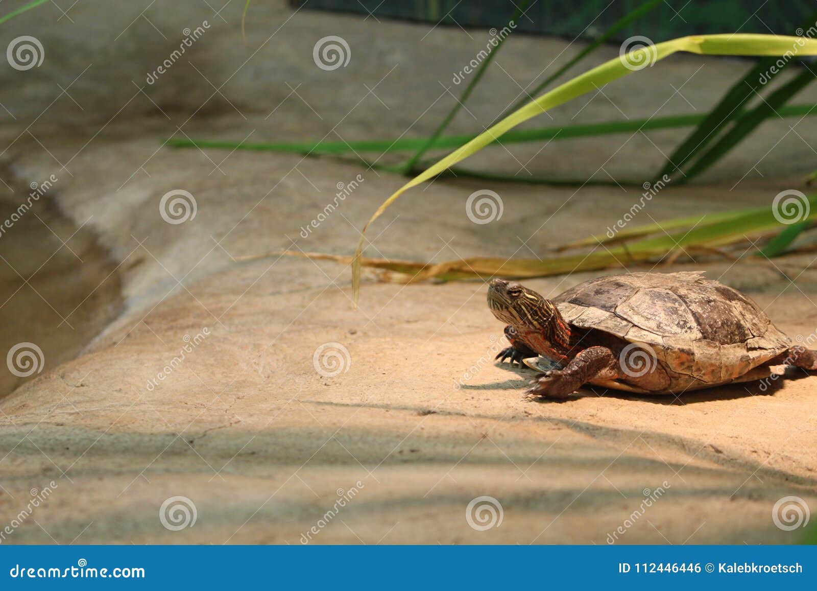 Western Painted Turtle Resting and BASKING on a PLATFORM in CAPTIVITY ...