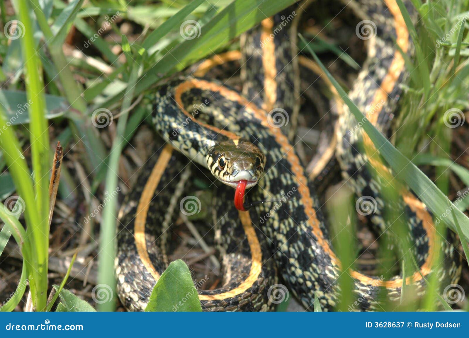 Western Plains Garter Snake Stock Image - Image of tongue, species: 3628637