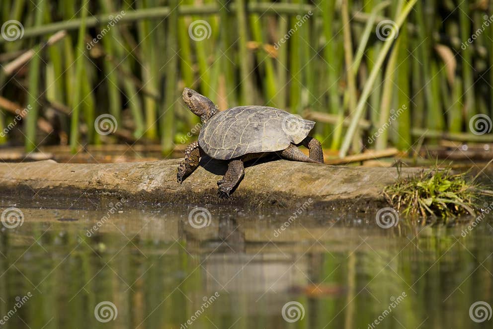 Western Pond Turtle stock image. Image of pond, marsh - 23881197