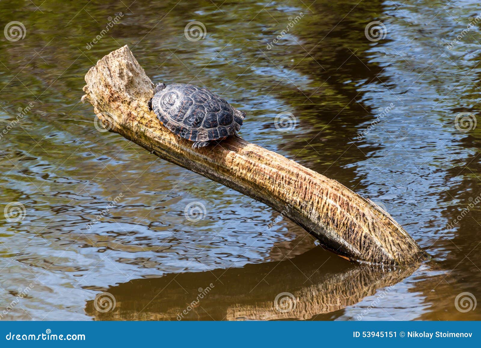 Western Pond Turtle (Actinemys Marmorata Or Emys Marmorata) Stock Photo ...