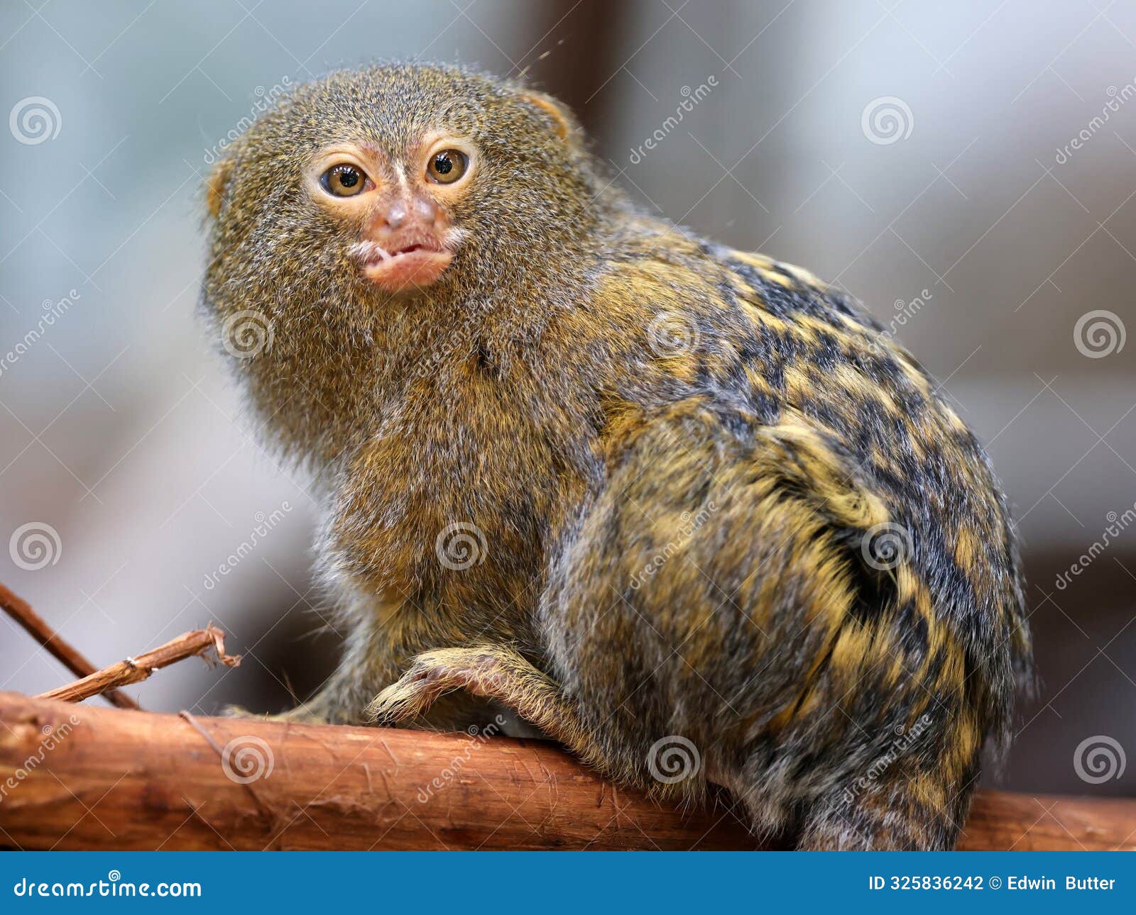 Western Pygmy-Blue Butterfly Brephidium Exilis Stock Photo ...