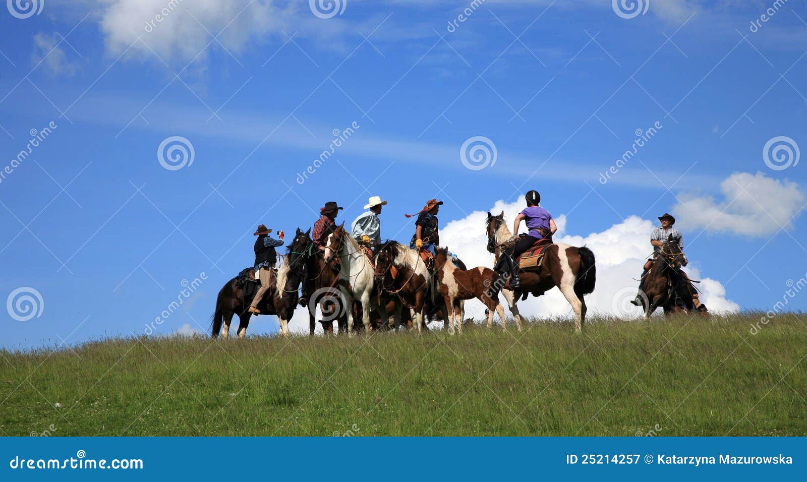 Western Race Horse - Cowboy Editorial Photography - Image of farm ...