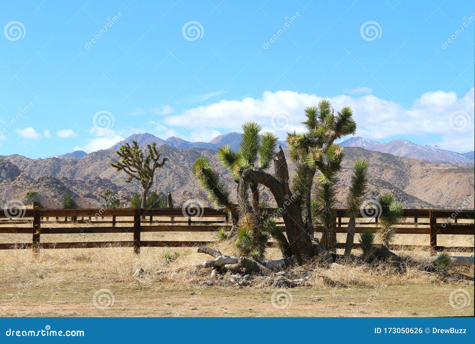 Western Ranch Yucca Tree Fence Range Stock Photo - Image of peak ...