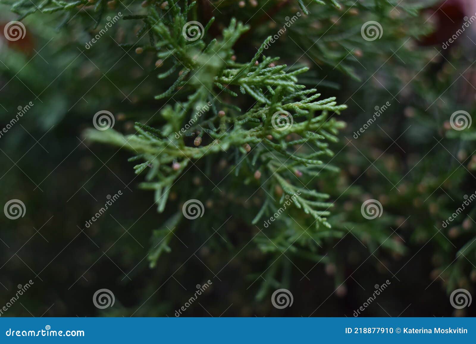 Western Red Cedar stock photo. Image of cedar, frost - 218877910