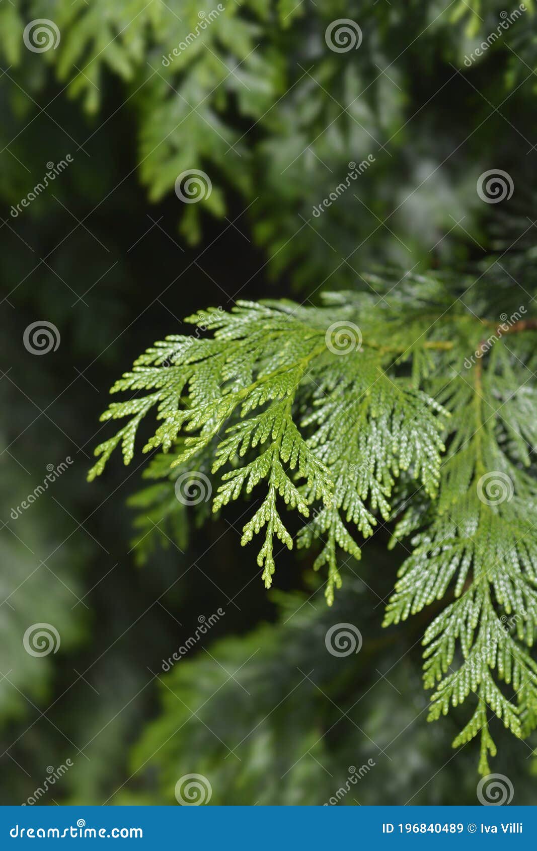 Western red cedar stock image. Image of plicata, close - 196840489